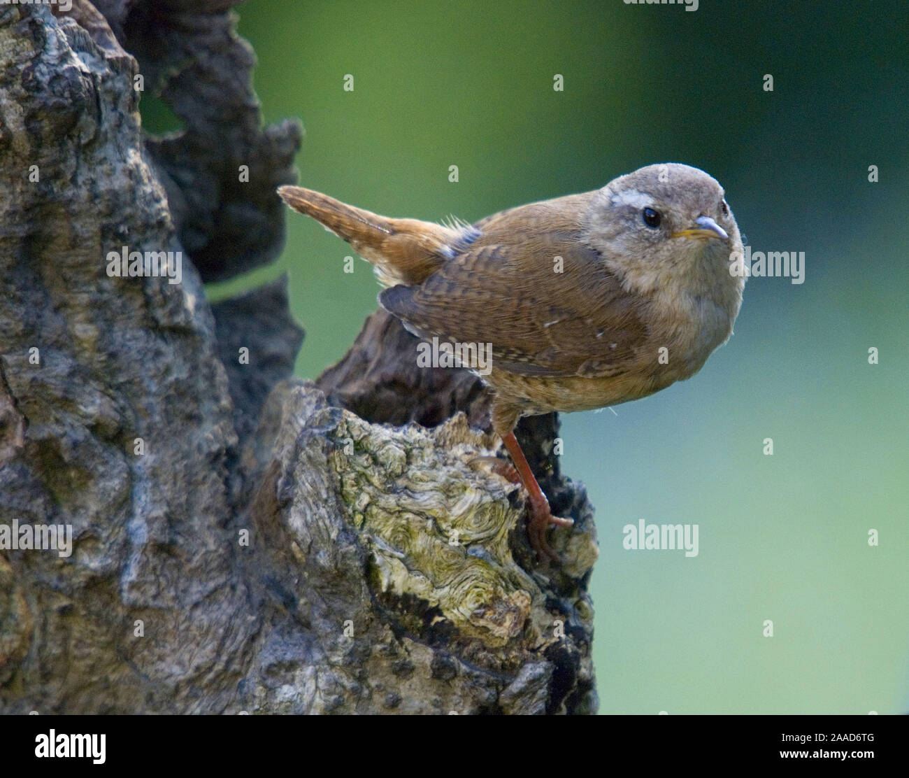 Tier; Tiere; Vogel; Voegel; Zaunkoenig; Saenger; Troglodytes ...