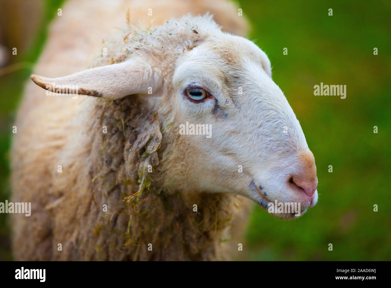 Gentle sheep hi-res stock photography and images - Alamy
