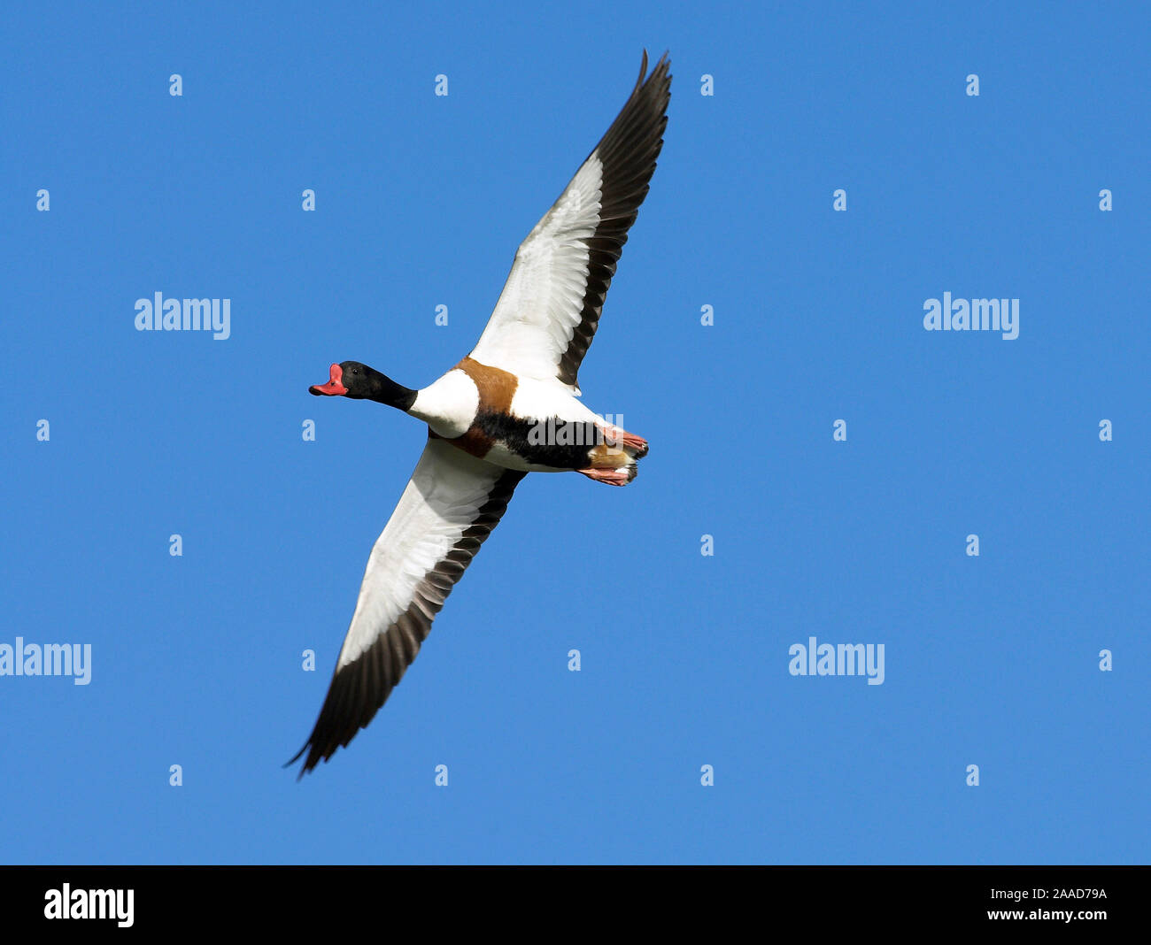 Brandgans, Flugaufnahme,Tadorna tadorna Stock Photo - Alamy