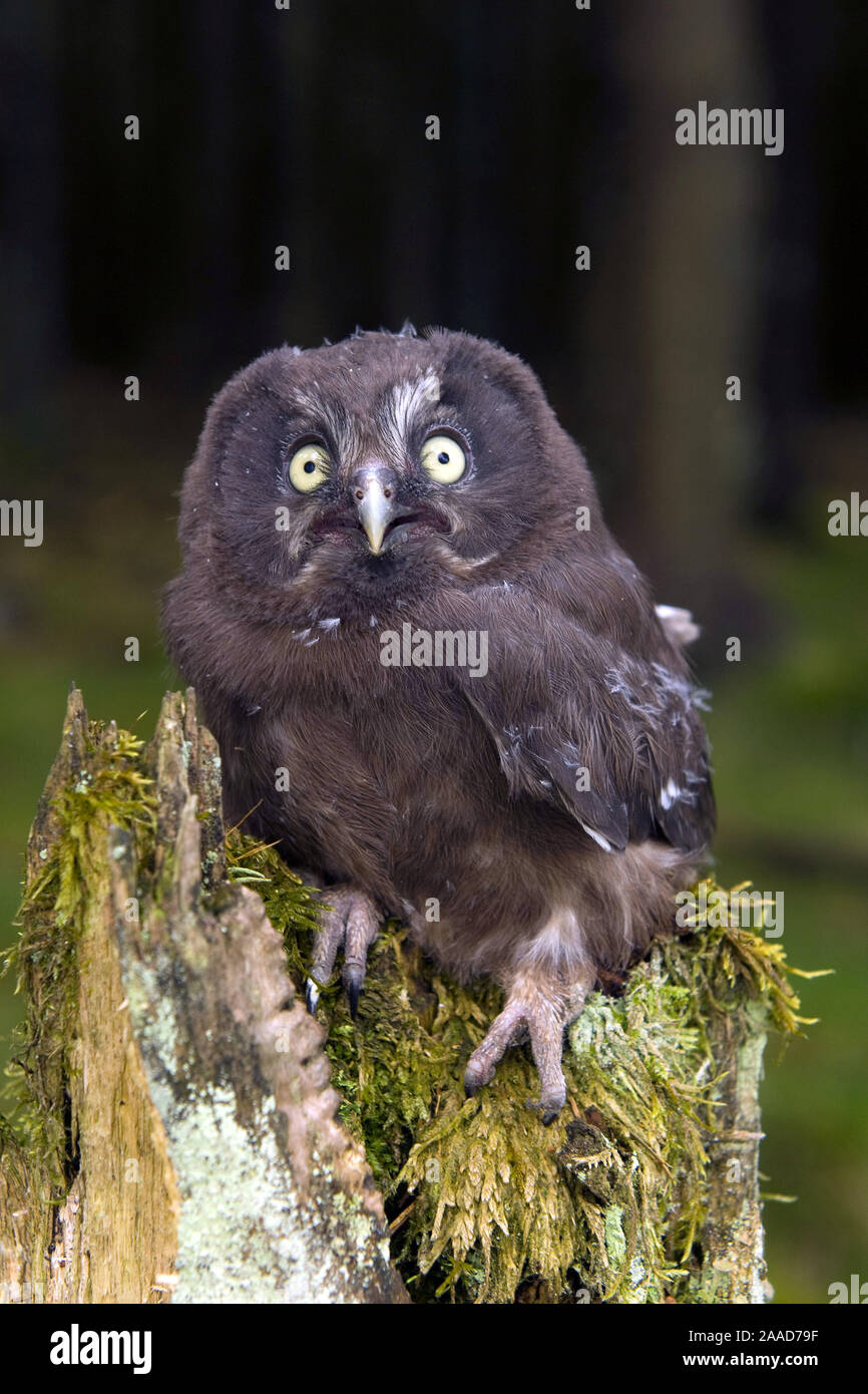 Rauhfusskauz, Aegolius funereus Stock Photo - Alamy