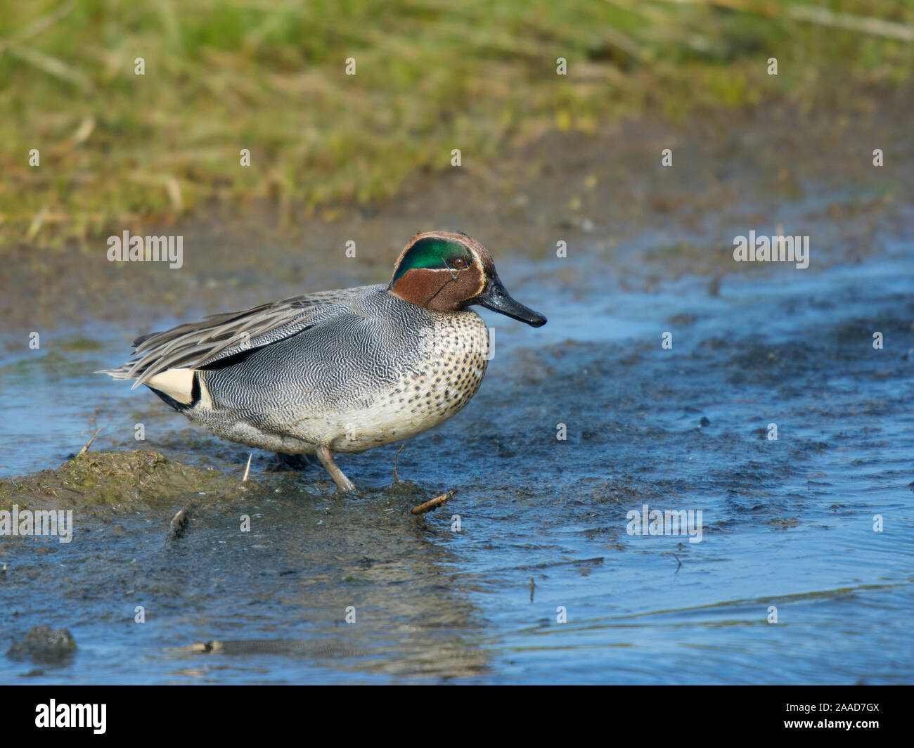 Krickente (Anas crecca Stock Photo - Alamy