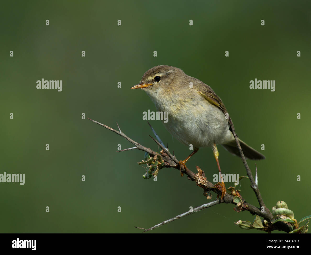 Phylloscopus trochilus ein hi-res stock photography and images - Alamy