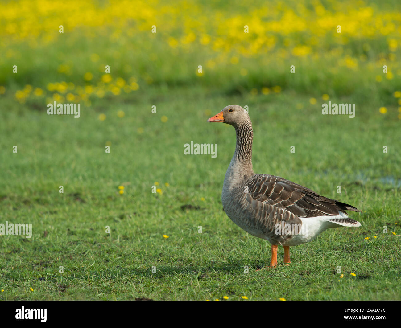 Graugans (Anser anser Stock Photo - Alamy