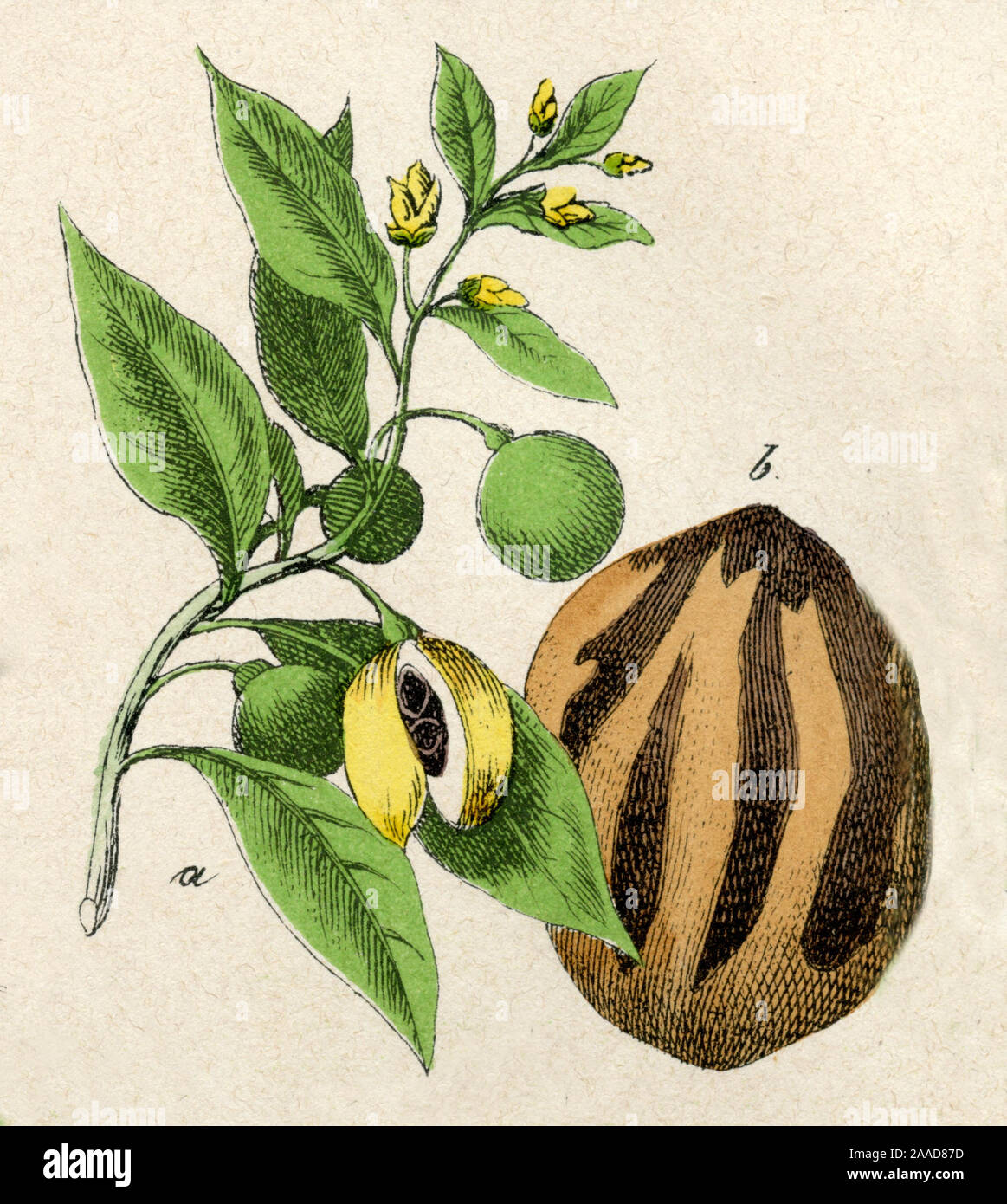 Nutmeg botany hi-res stock photography and images - Alamy