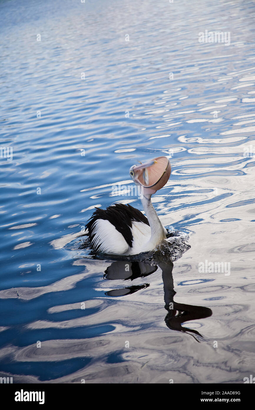 Pelican its beak wide open hi-res stock photography and images - Alamy