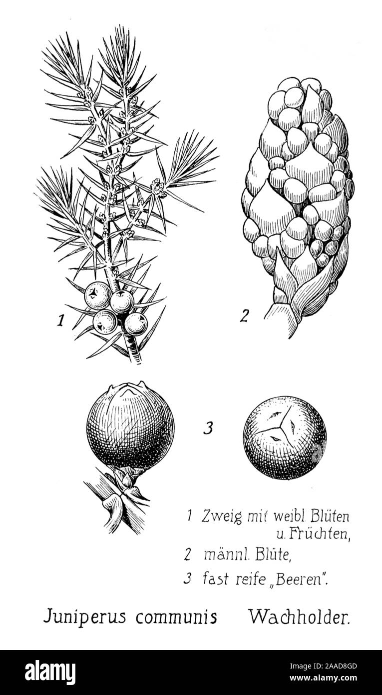 common juniper , Juniperus communis , (botany book, 1922 Stock Photo ...