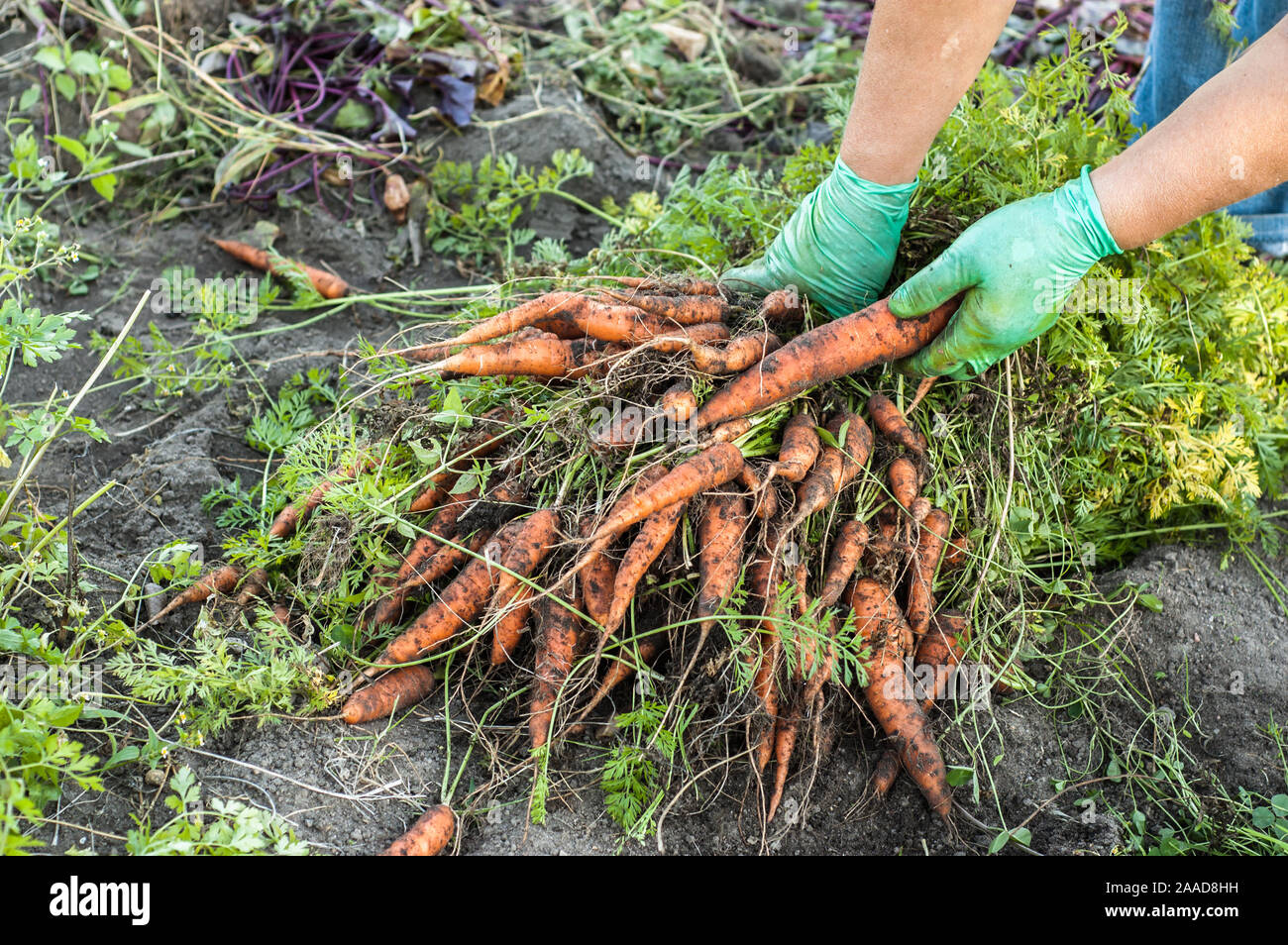 Farmer with freshly harvested carrots from local farming, organic ...