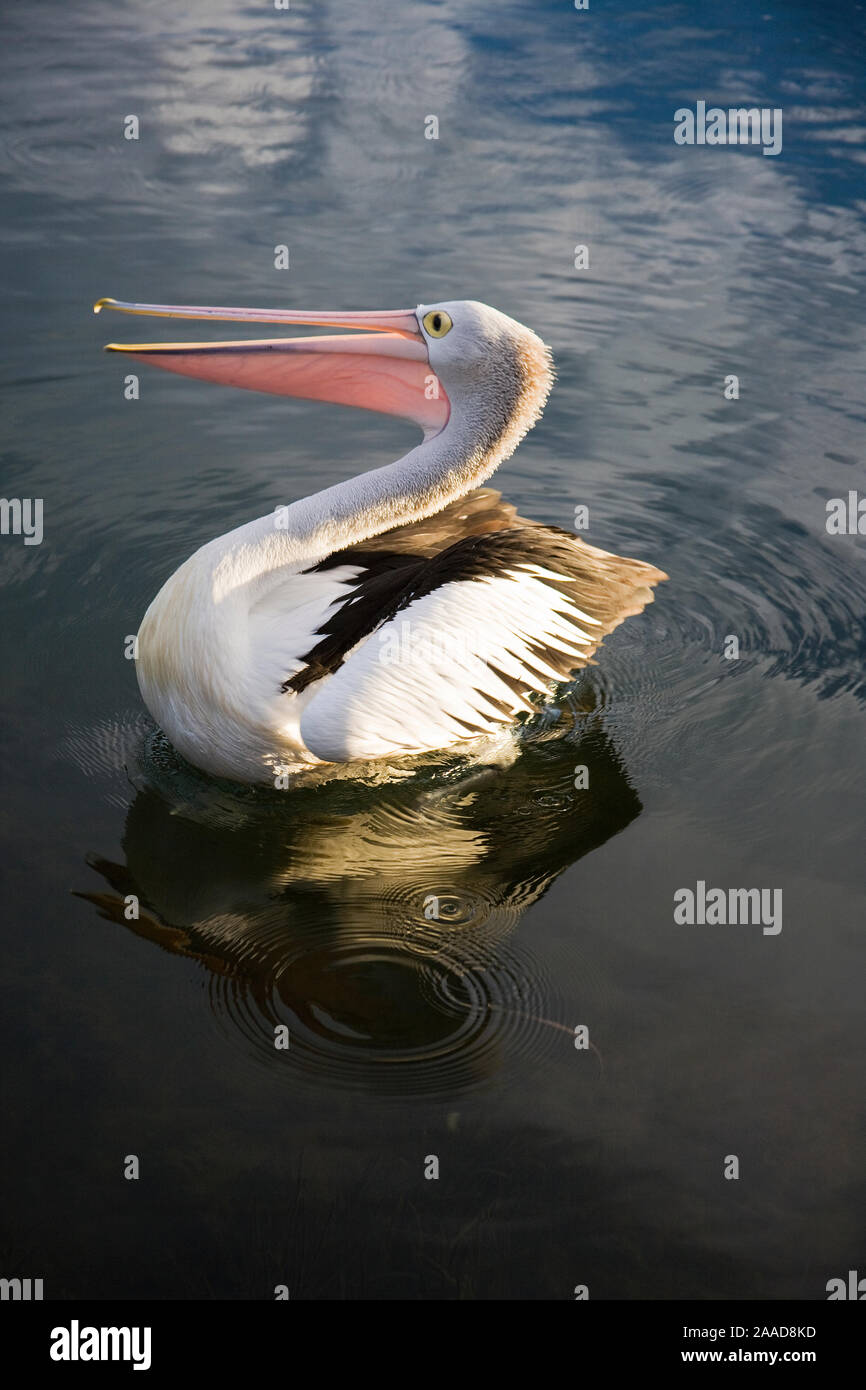 Australian pelican in forster hi-res stock photography and images - Alamy