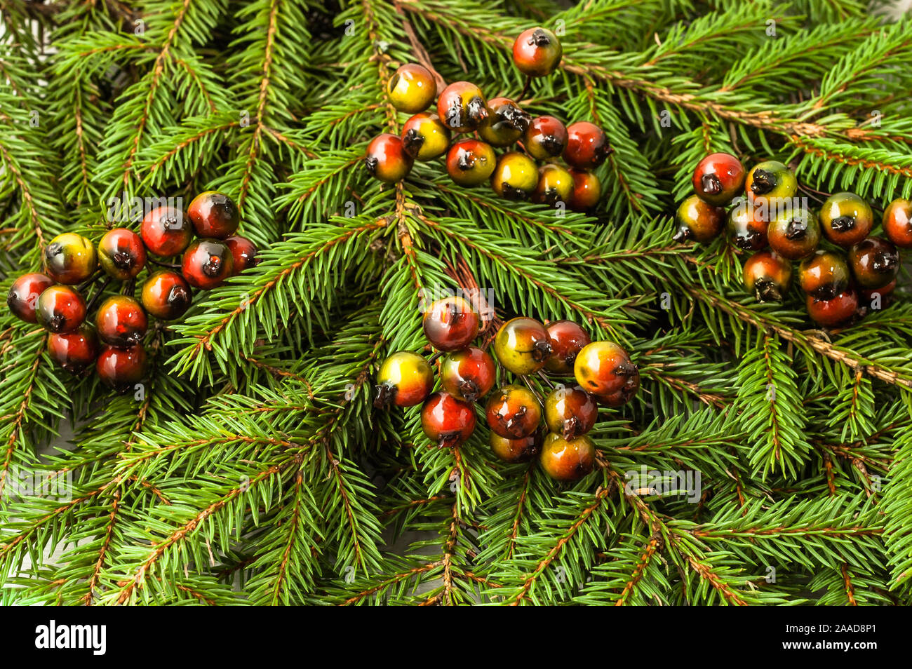 Hawthorn needle hi-res stock photography and images - Alamy