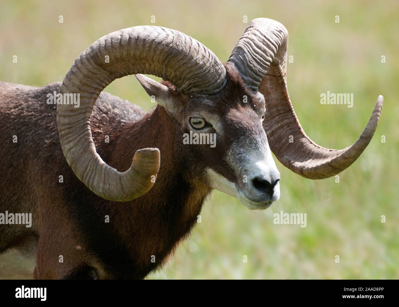 Mufflon hi-res stock photography and images - Alamy