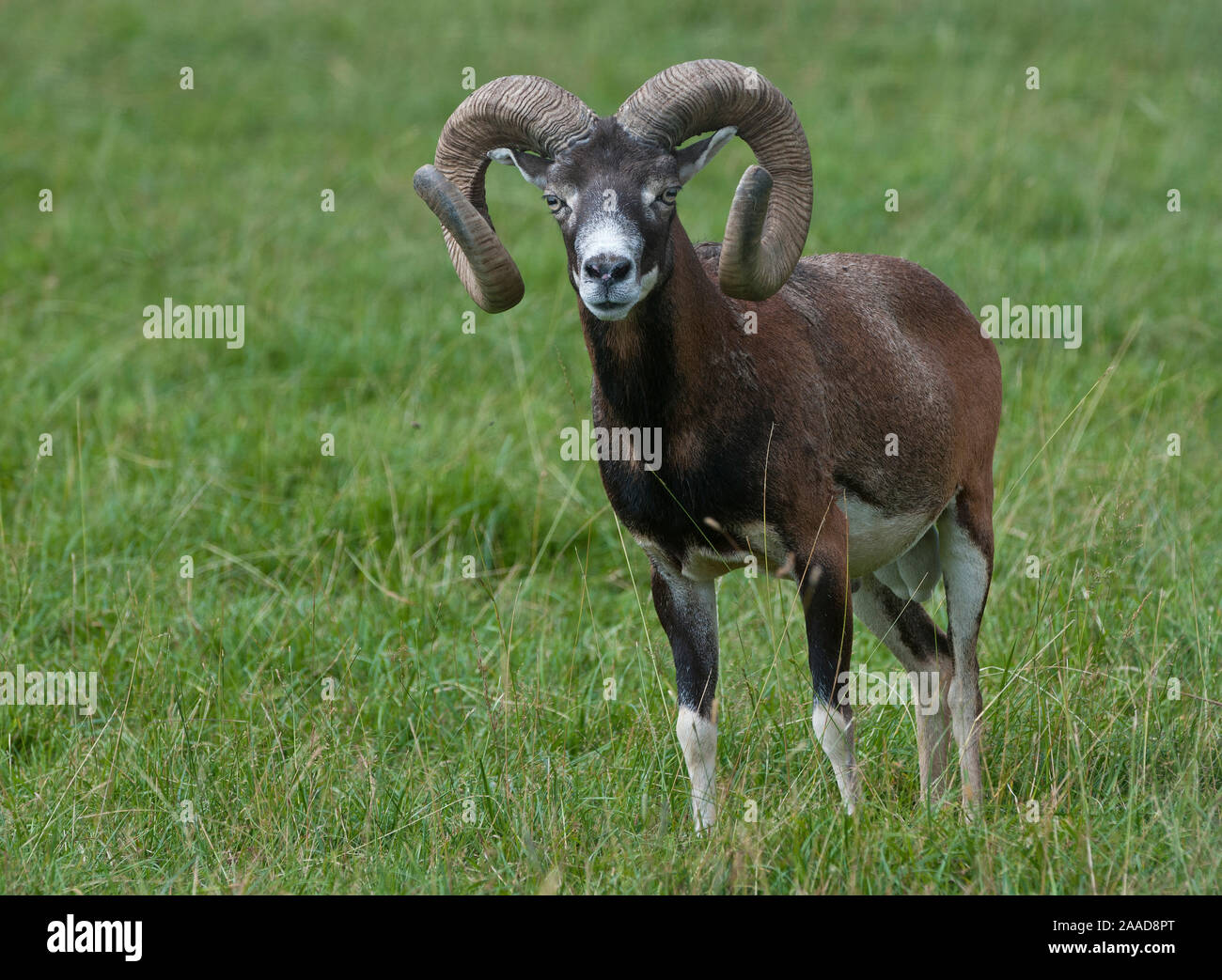 Mufflon hi-res stock photography and images - Alamy