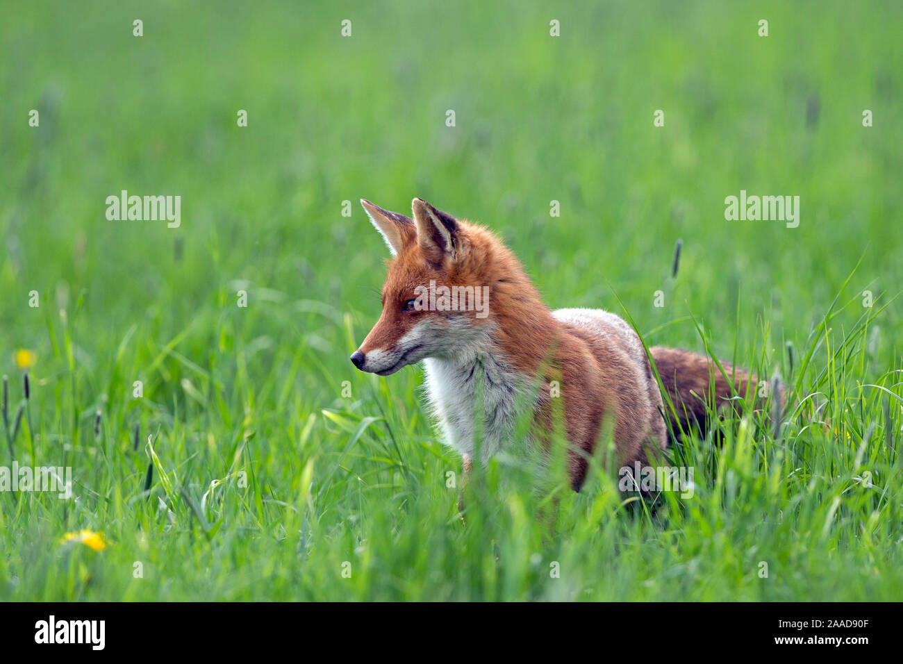 Rotfuchs (Vulpes vulpes Stock Photo - Alamy