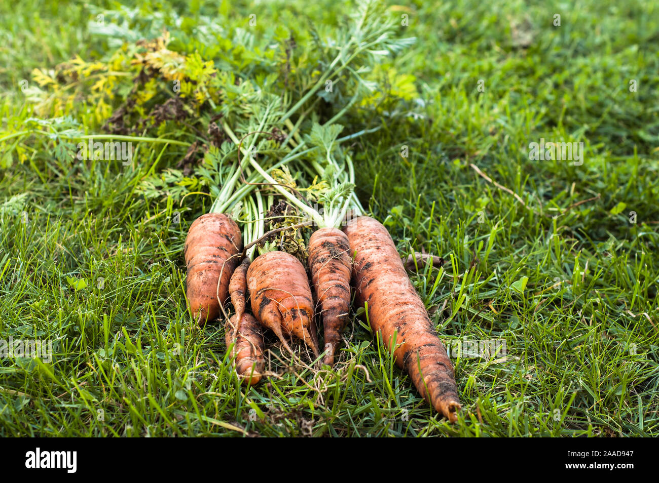 Freshly harvested carrots from local farming, organic vegetable garden ...