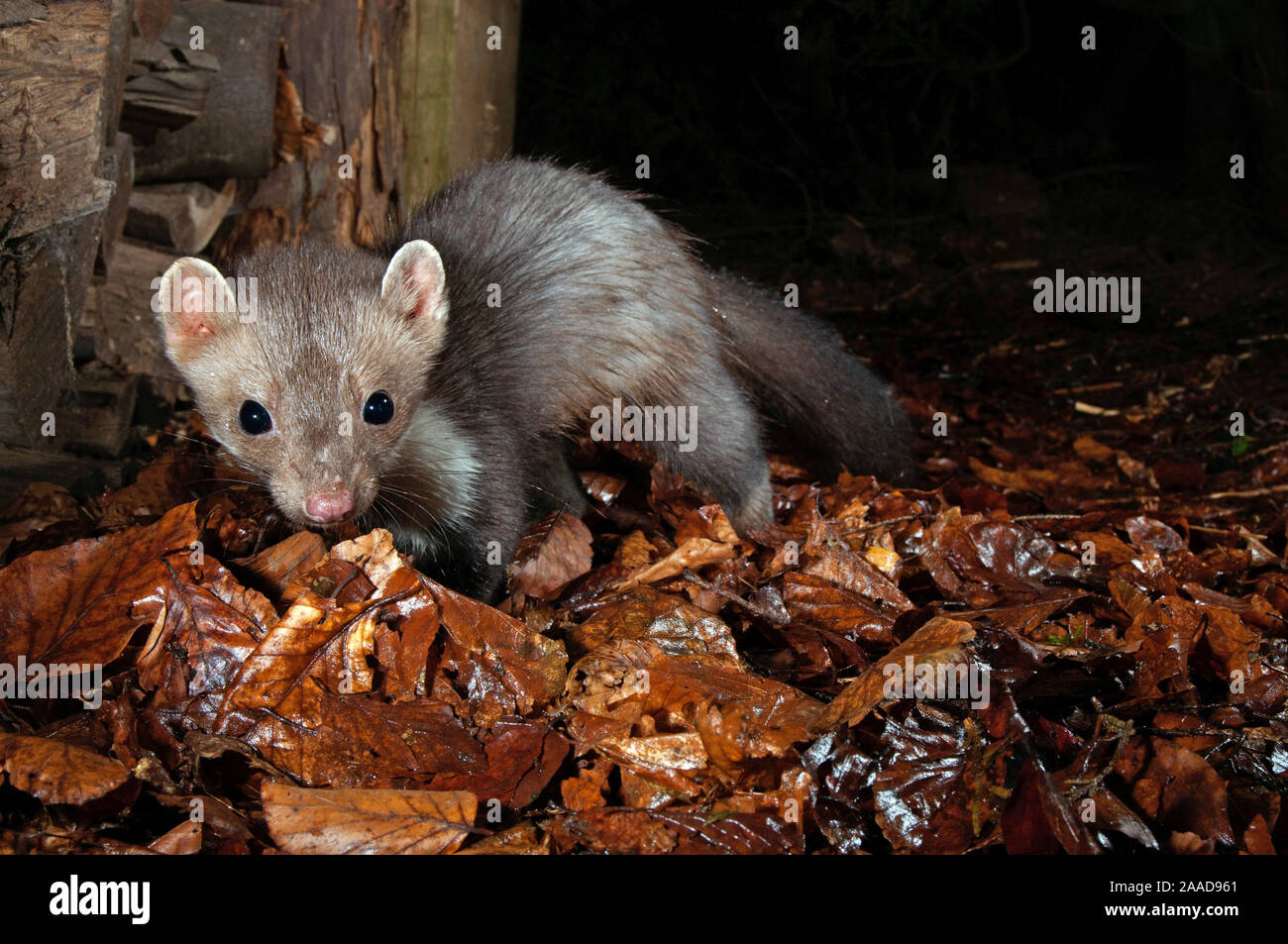 Steinmarder, Hausmarder, Martes foina Stock Photo - Alamy