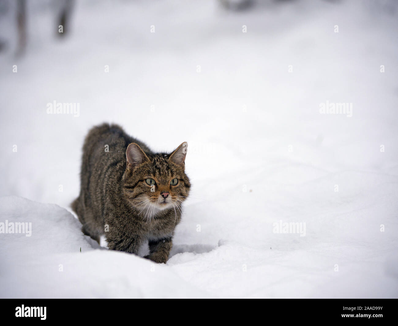Wildkatze im Winter auf Nahrungssuche, Felis silvestris silvestris ...