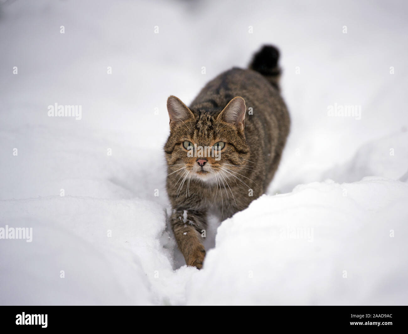 Wildkatze im Winter auf Nahrungssuche, Felis silvestris silvestris ...