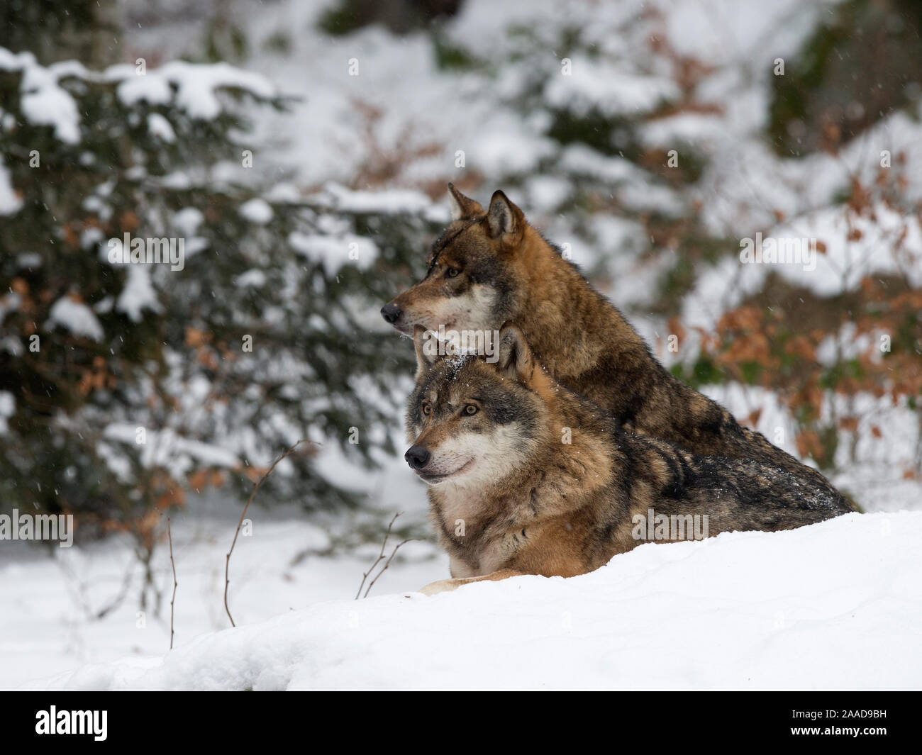 Wolf im Winter auf Nahrungssuche(Canis lupus Stock Photo - Alamy