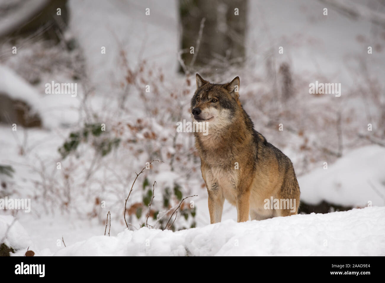 Wolf im wald hi-res stock photography and images - Alamy