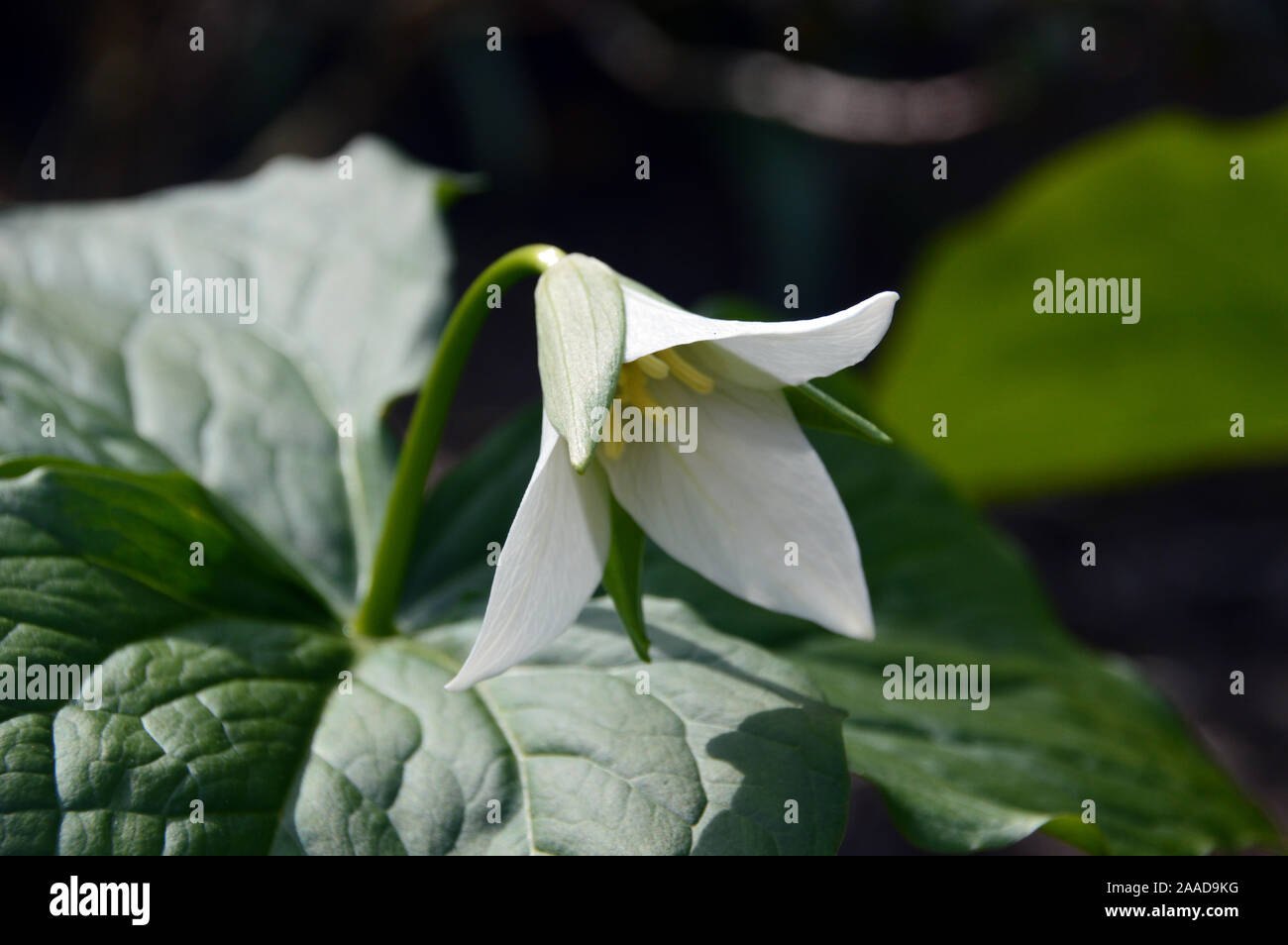 White drooping flower hi-res stock photography and images - Alamy