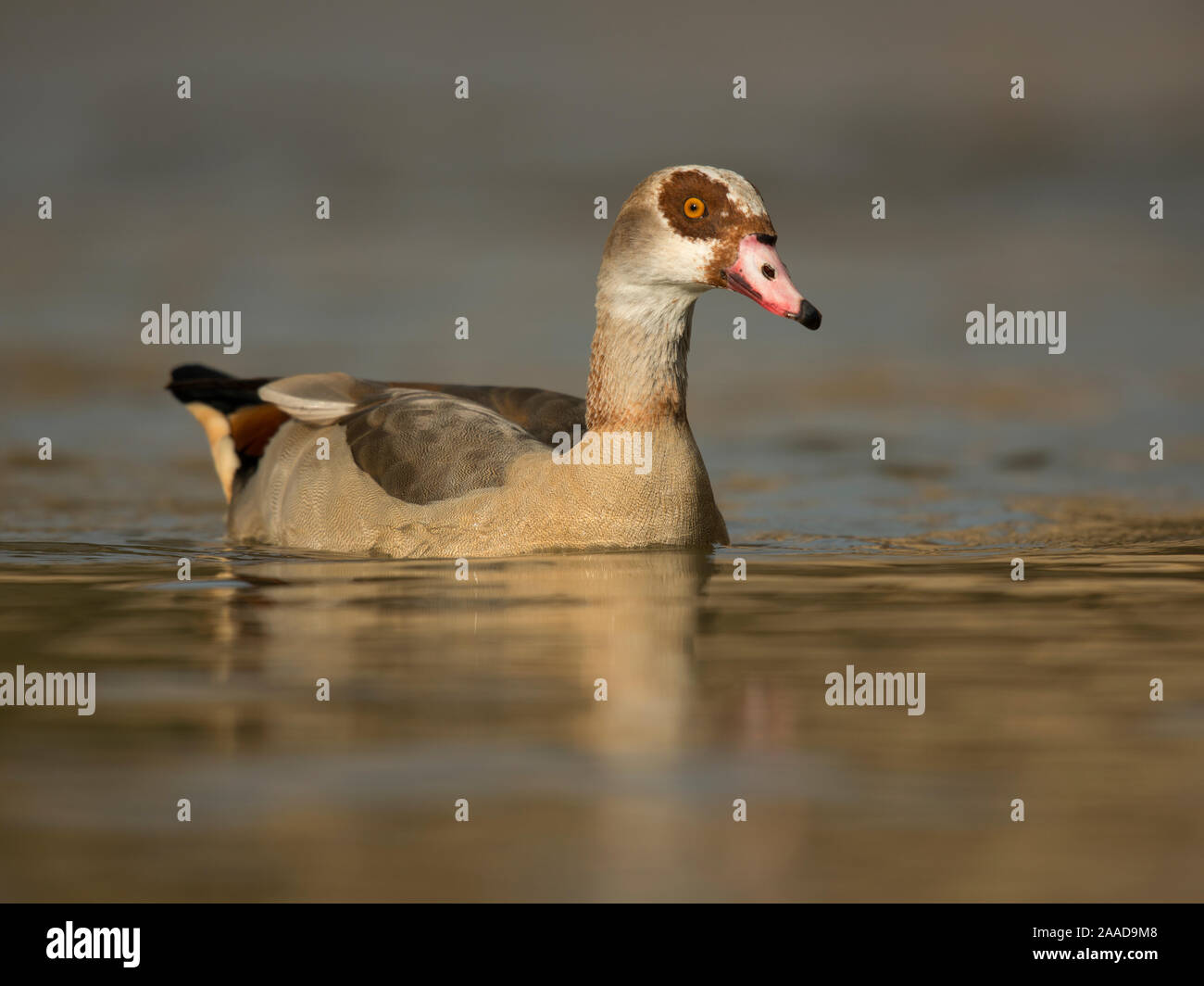 Nilgans hi-res stock photography and images - Alamy