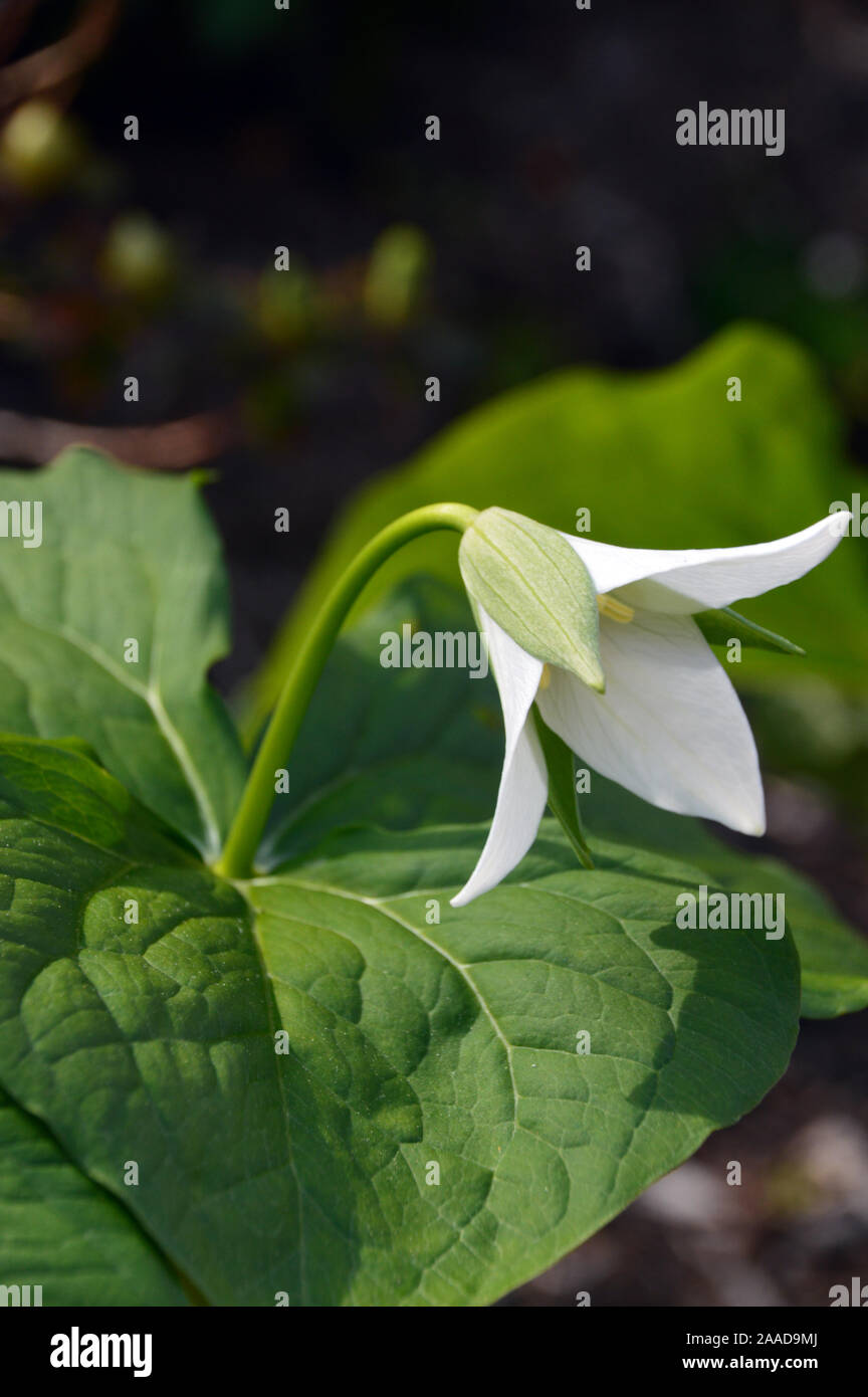 Nodding flower head hi-res stock photography and images - Alamy