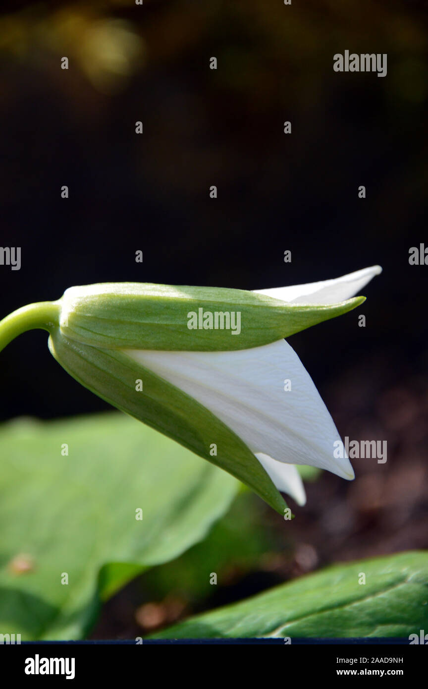 Nodding flower head hi-res stock photography and images - Alamy