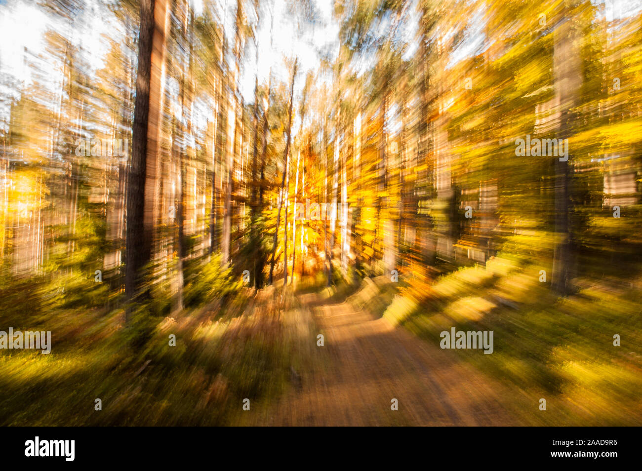 Abstract motion blur of trees in an autumn forest Stock Photo - Alamy