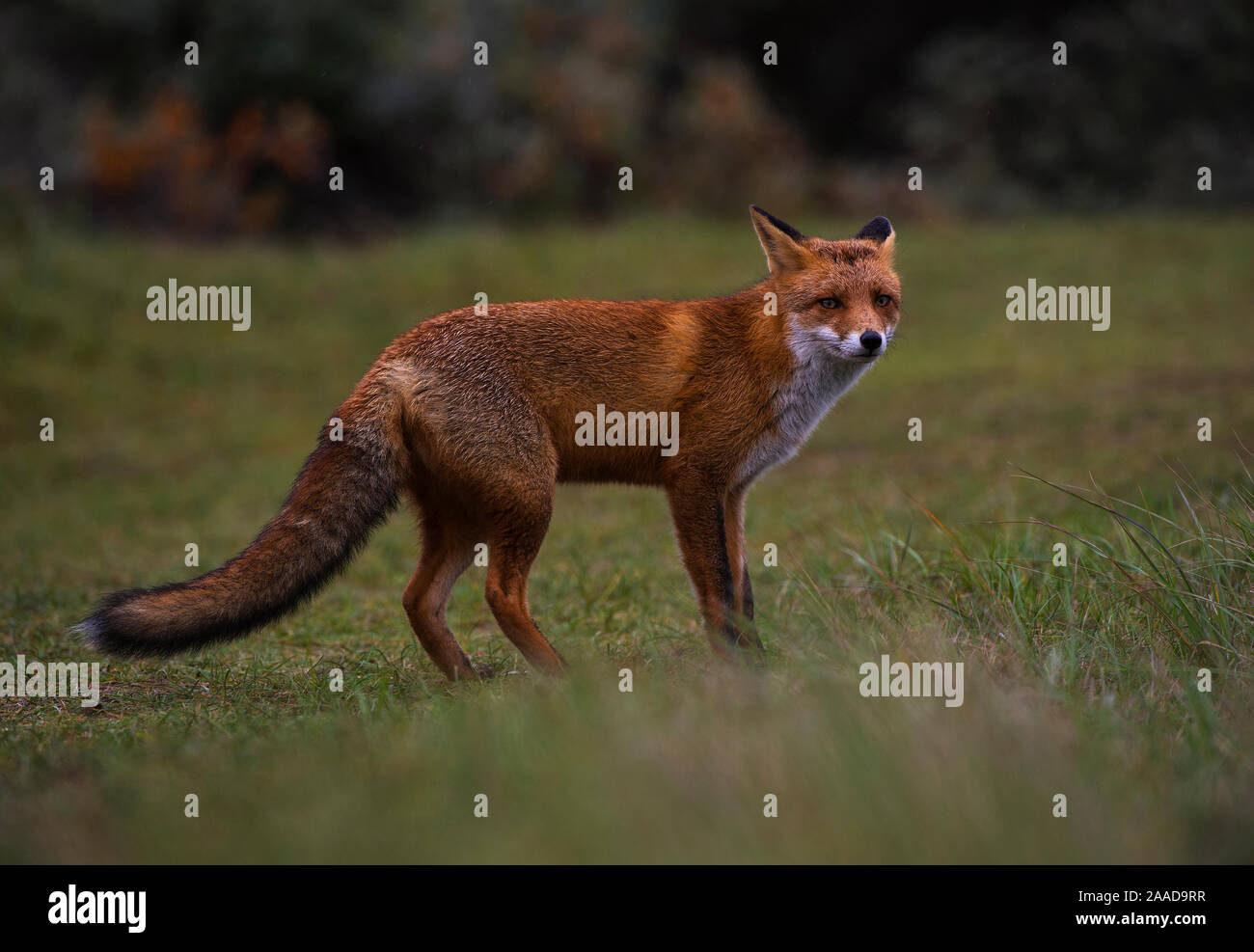 Rotfuchs (Vulpes vulpes Stock Photo - Alamy