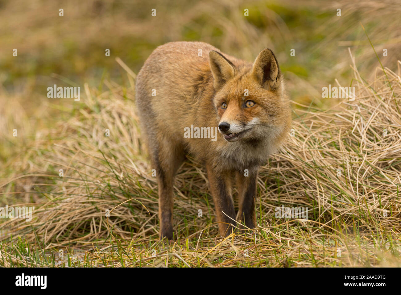 Rotfuchs (Vulpes vulpes Stock Photo - Alamy