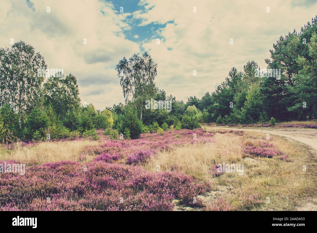 Vintage photo of heather in the forest, countryside landscape Stock ...
