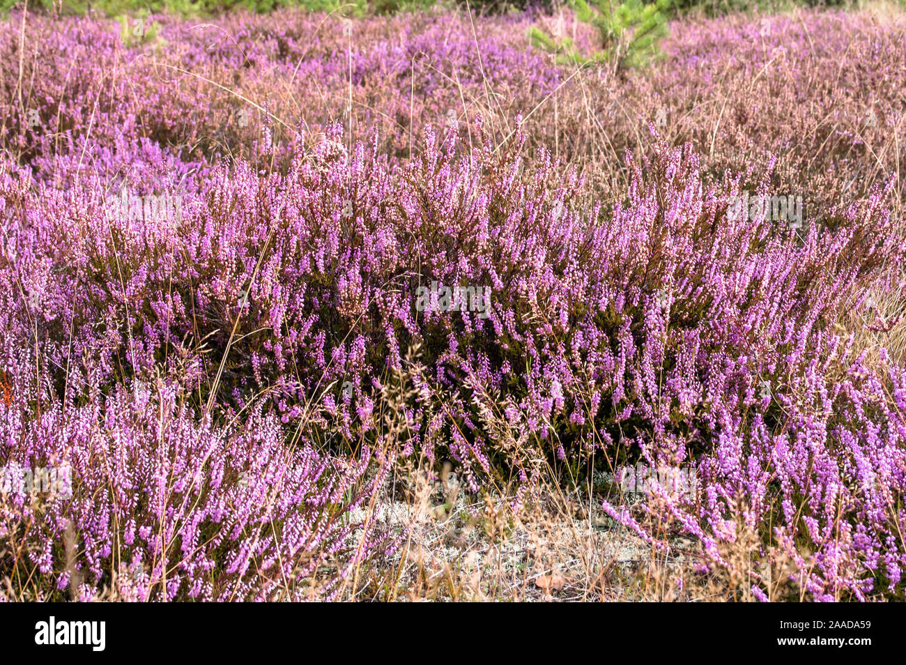 Beautiful heather hi-res stock photography and images - Alamy