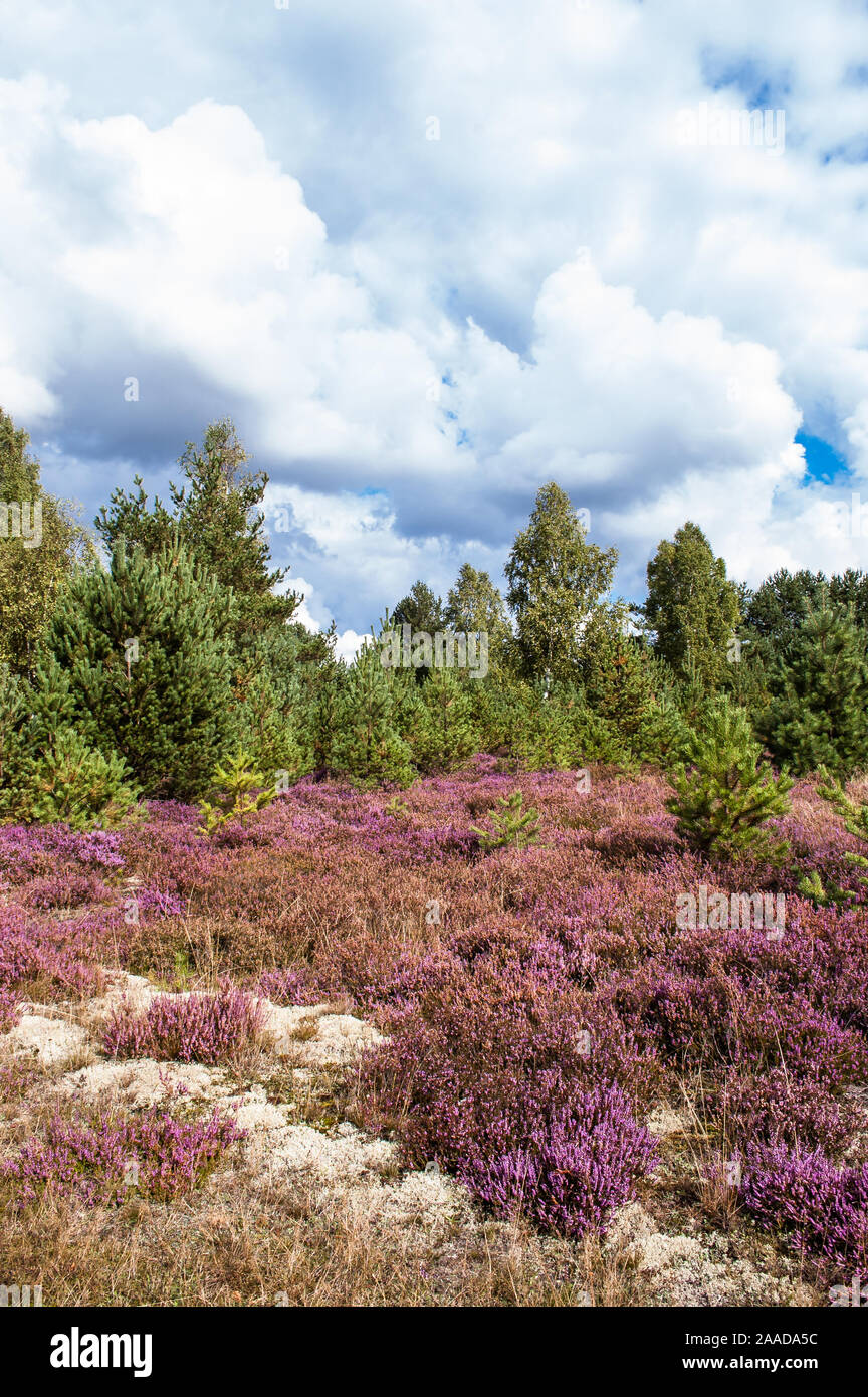 Beautiful heather hi-res stock photography and images - Alamy