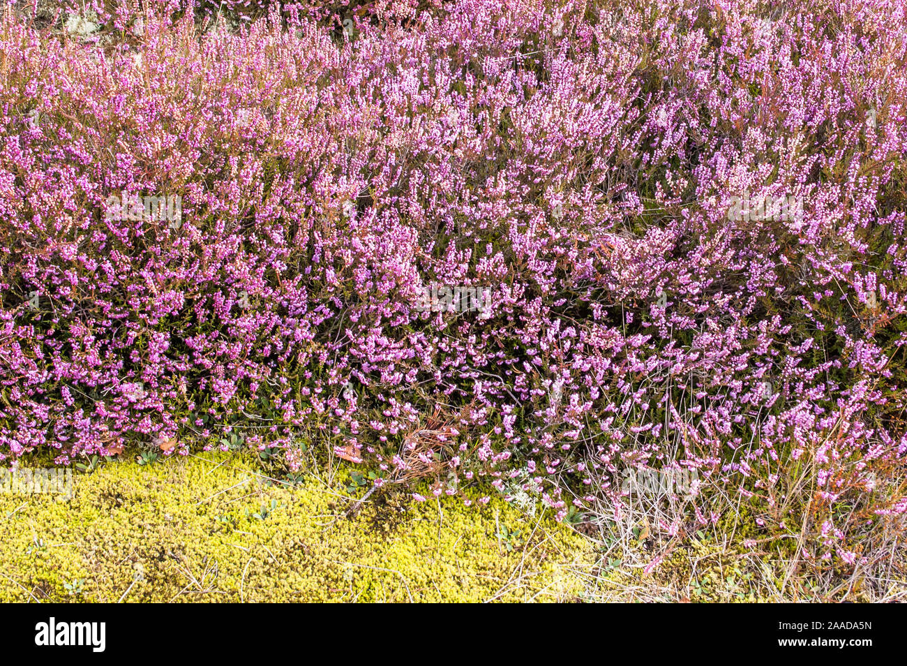 Beautiful heather hi-res stock photography and images - Alamy