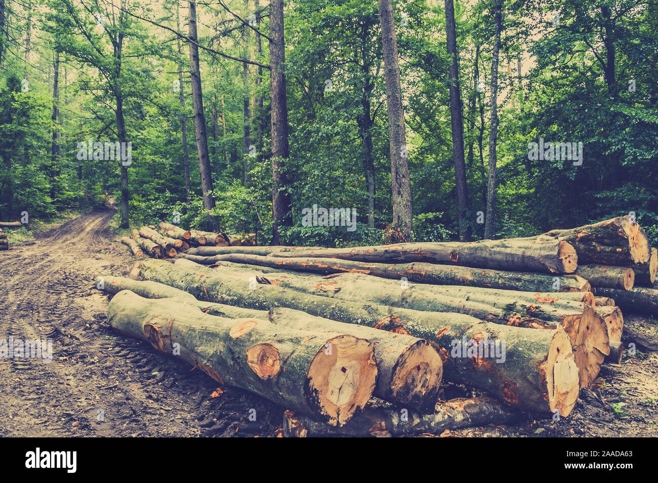 Vintage logging road hi-res stock photography and images - Alamy
