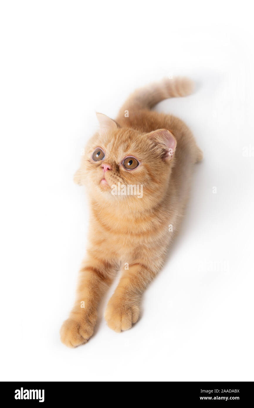 Funny squat hi-res stock photography and images - Alamy