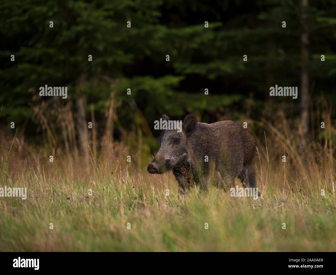 Wildschwein (Sus scrofa Stock Photo - Alamy