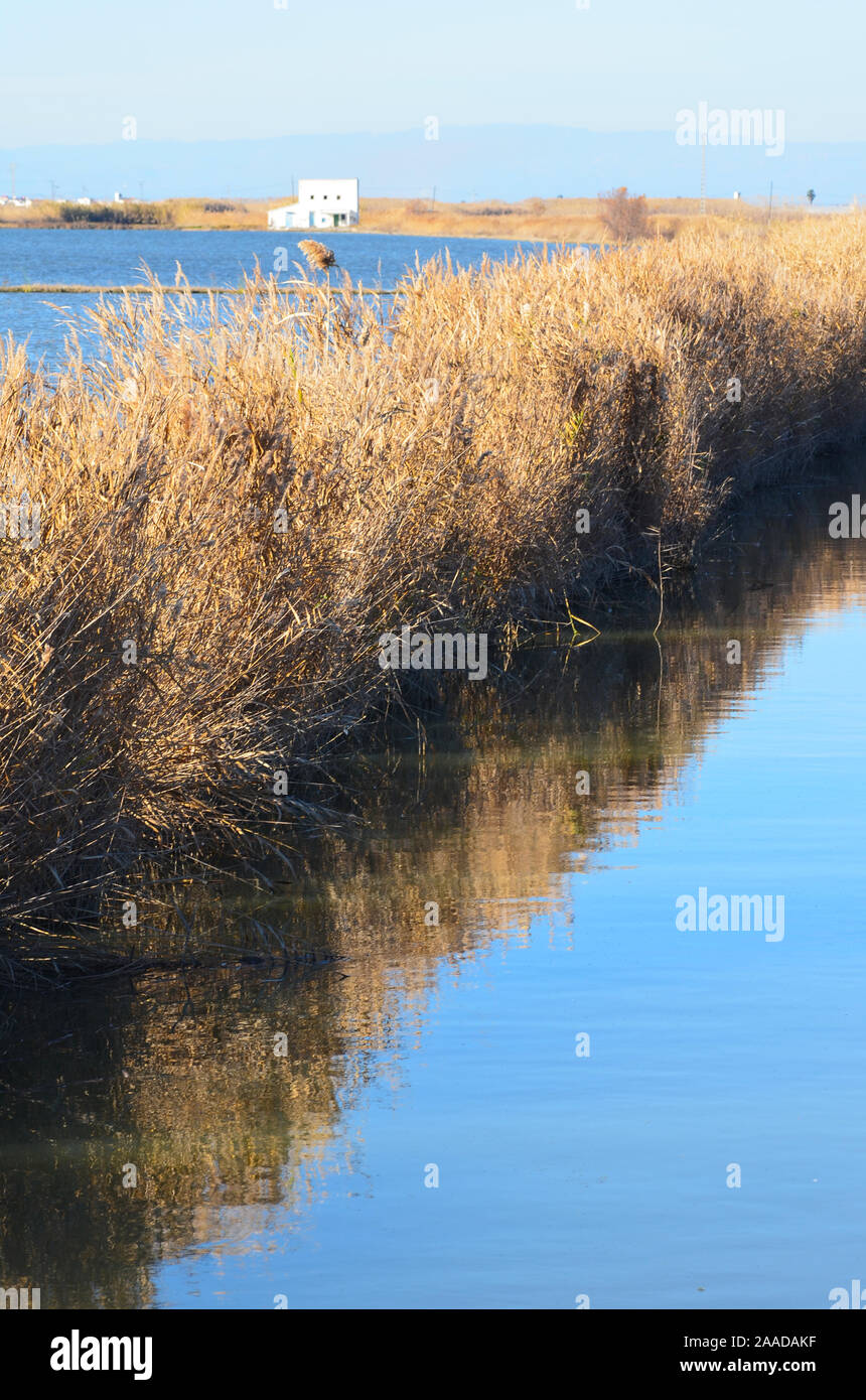 The Albufera natural park, a wetland of international importance in ...