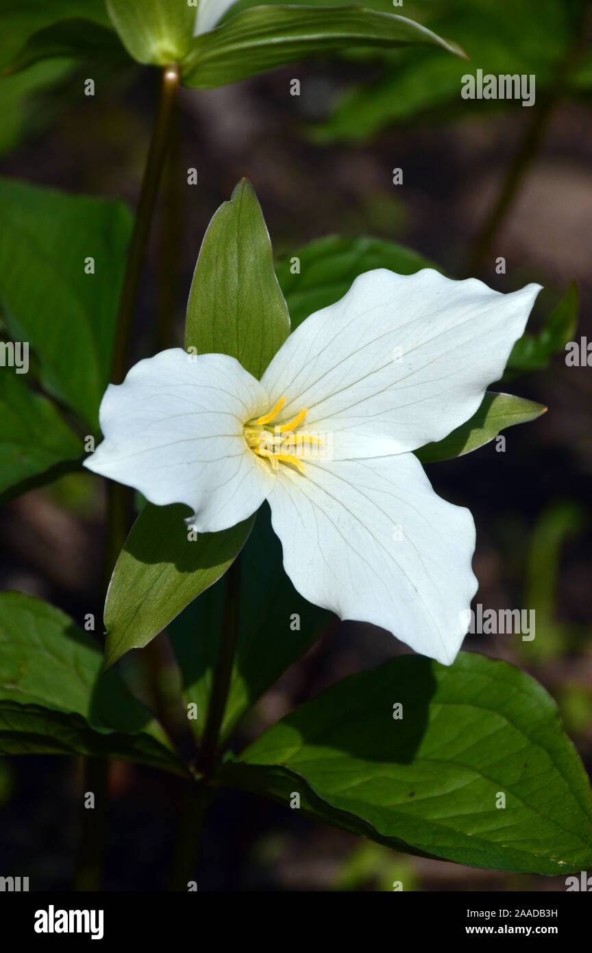 Trillium grandiflorum root hi-res stock photography and images - Alamy