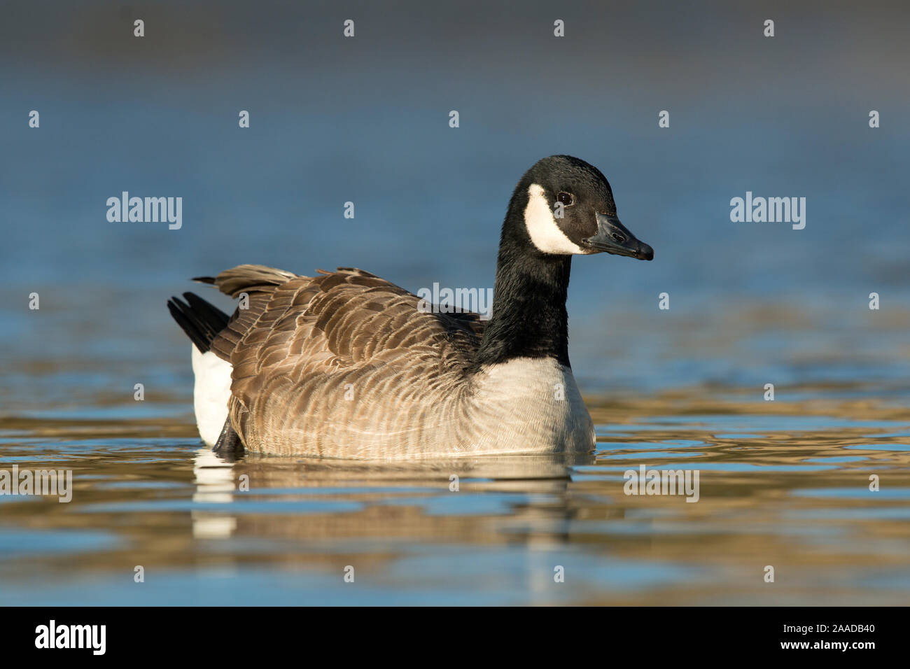 Kanadagans, Branta Canadensis Stock Photo - Alamy