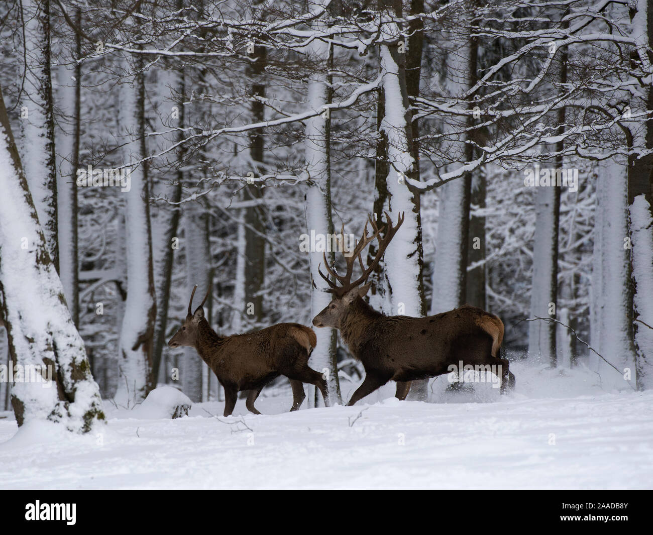 Hirsch im schnee hi-res stock photography and images - Alamy