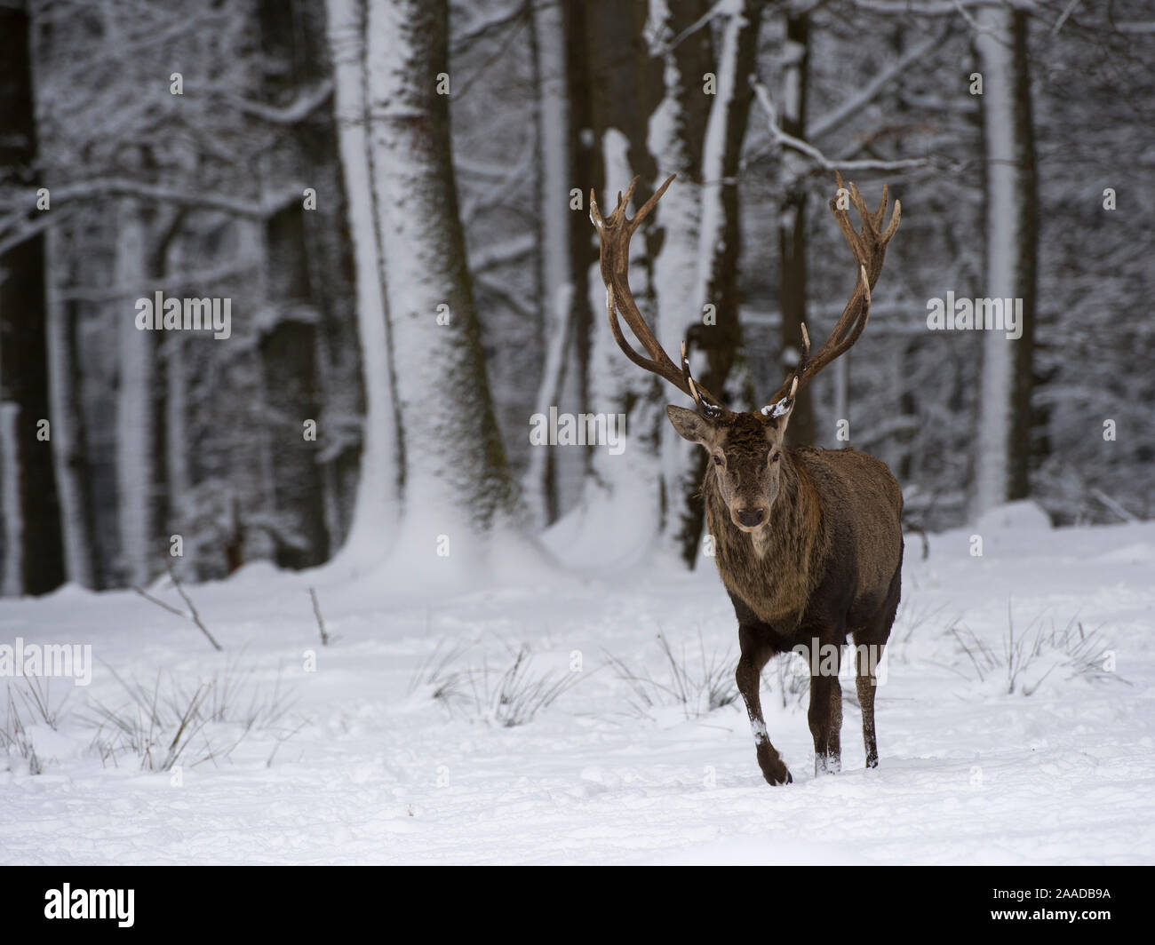 Hirsch im schnee hi-res stock photography and images - Alamy