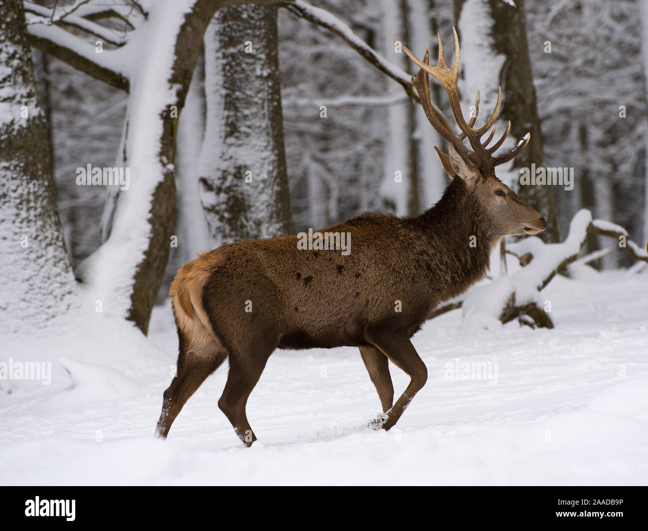 Hirsch im wald hi-res stock photography and images - Alamy