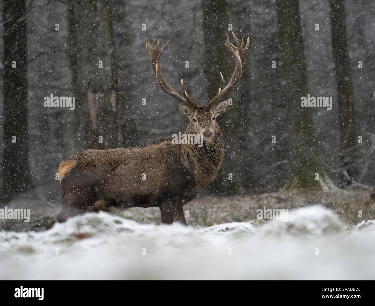 Hirsch albino wald hi-res stock photography and images - Alamy