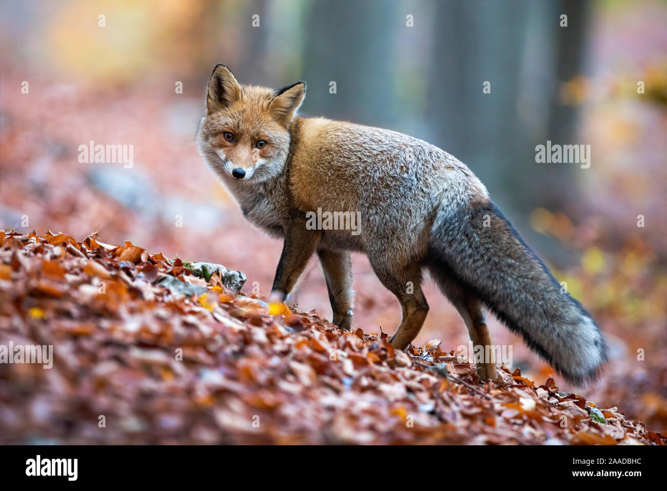 Red fox with puffy tail looking behind over shoulder in autumnal forest ...
