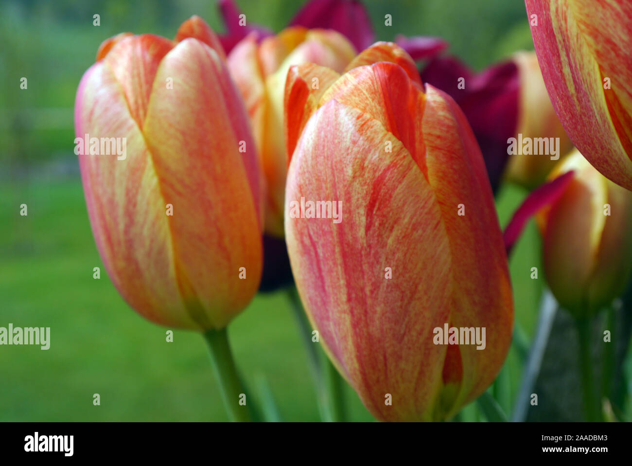 Bunch of 'Rhapsody of Smile' Tulip Flowers grown in a Border at RHS ...