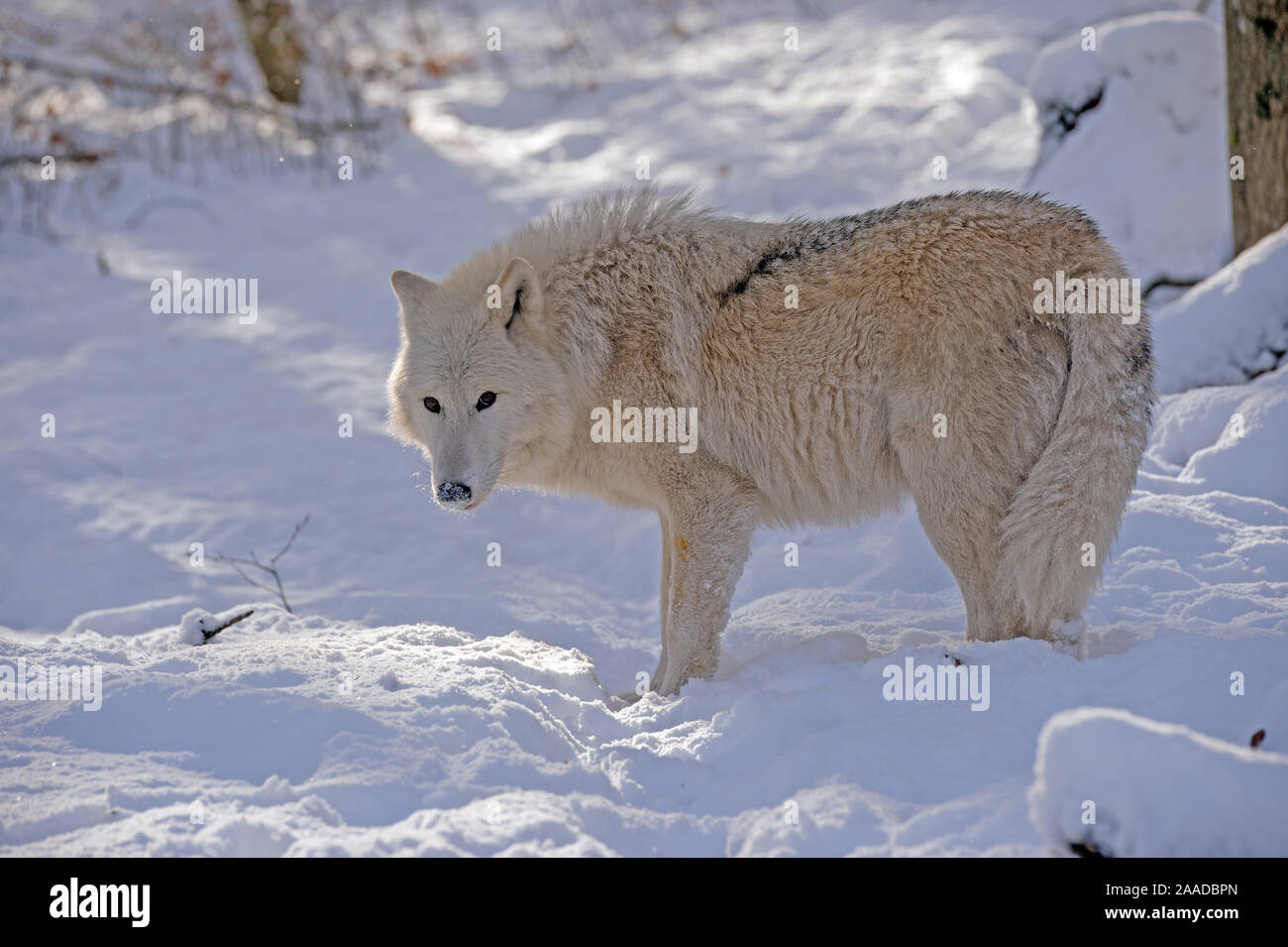 Polarwolf hi-res stock photography and images - Alamy