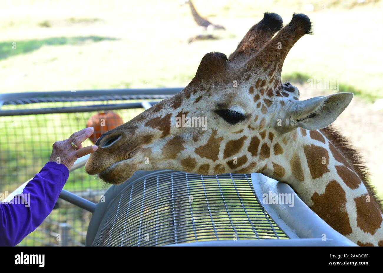 The head of a friendly Giraffe Stock Photo - Alamy