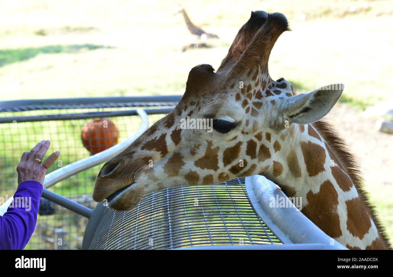 Giraffe main hi-res stock photography and images - Alamy