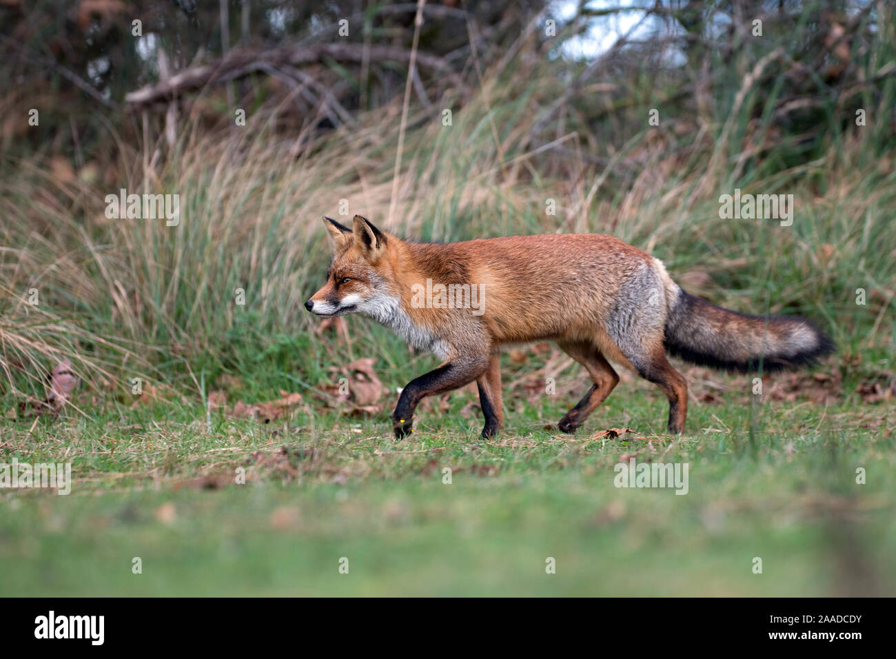 Rotfuchs, Vulpes vulpes Stock Photo - Alamy