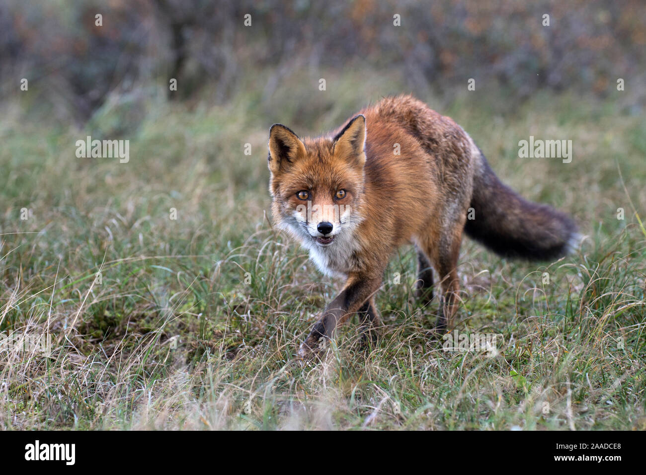 Rotfuchs, Vulpes vulpes Stock Photo - Alamy